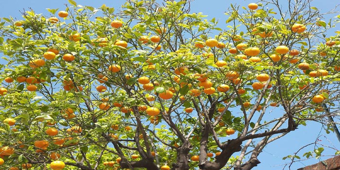 Meghalaya Youths visit Nagpur to learn Orange farming,wins an award ...