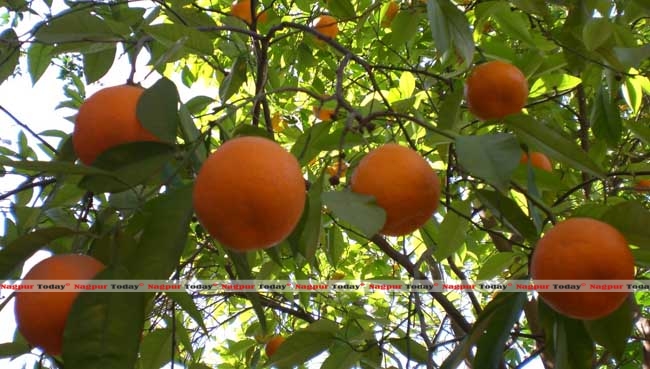 GI tag to take away Nagpur’s share of oranges! - Nagpur Today : Nagpur News