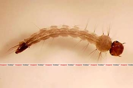 NMC’s undertakes drive to search mosquito eggs to eliminate Dengue ...