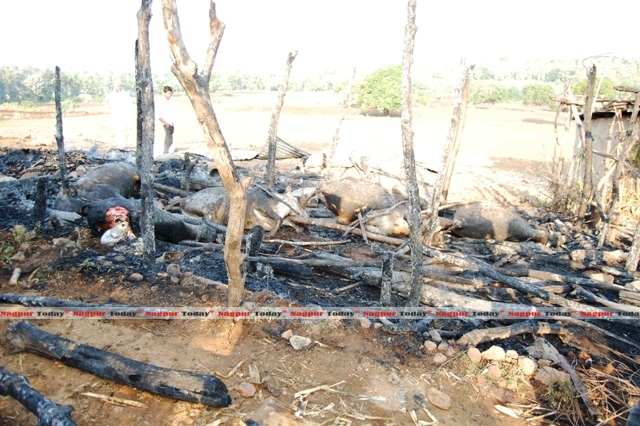 बुलढाणा : तबेले में लगी आग, 6 जानवरों की मौत, 3 लाख का नुकसान ...