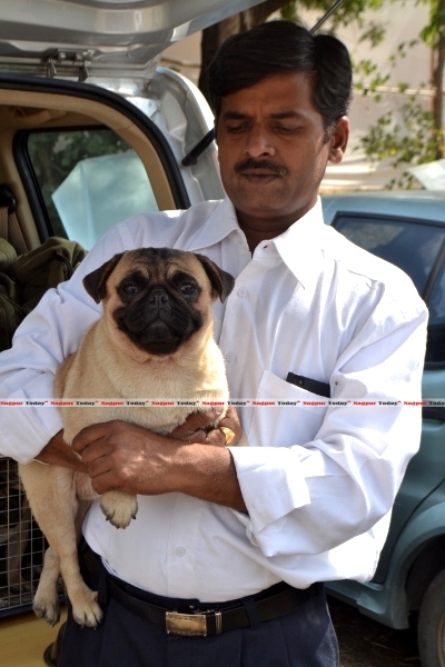 Where dogs topped the glamour quotient!! Nagpur Today : Nagpur News