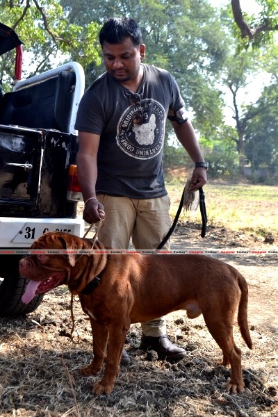 Where dogs topped the glamour quotient!! Nagpur Today : Nagpur News