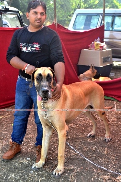 Where dogs topped the glamour quotient!! Nagpur Today : Nagpur News