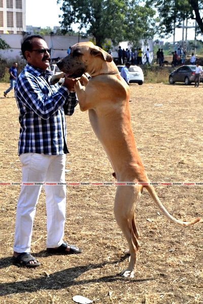 Where dogs topped the glamour quotient!! Nagpur Today : Nagpur News