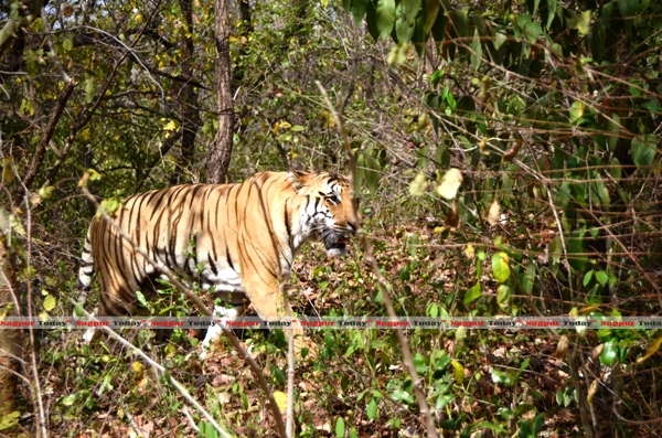 Karhandla Sanctuary beckons wildlife enthusiasts - Nagpur Today ...