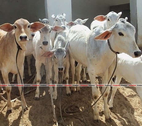 A youth done to death for alleged slaugher of a cow - Nagpur Today ...