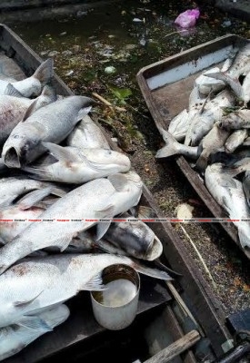 Mountain of fish perish in Gandhisagar Lake, mysteriously - Nagpur ...