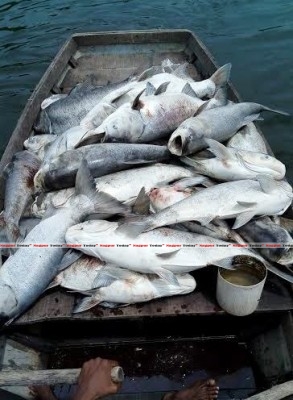 Mountain of fish perish in Gandhisagar Lake, mysteriously - Nagpur ...