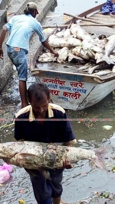 Mountain of fish perish in Gandhisagar Lake, mysteriously - Nagpur ...