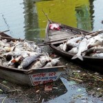 Mountain of fish perish in Gandhisagar Lake, mysteriously - Nagpur ...