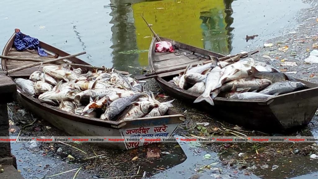 Mountain of fish perish in Gandhisagar Lake, mysteriously - Nagpur ...