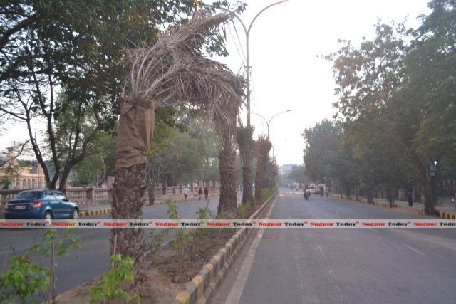 Dead Palm trees on road dividers: An accident waiting to occur - Nagpur ...