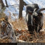 Can goat and tiger be friends? Yes they are...! Nagpur Today : Nagpur News