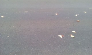 Freak tragedy: Dozens of chicks crushed to death on busy Nagpur-Koradi ...