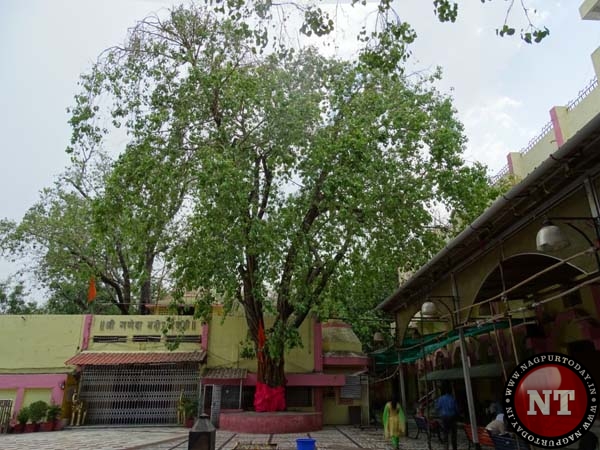 Exclusive: The Tekdi Ganesha Temple Tree stays! Nagpur Today : Nagpur News