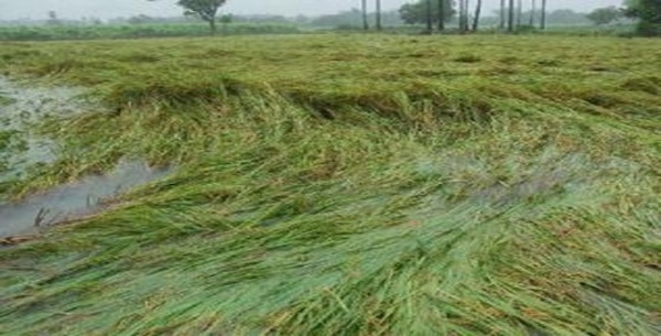Rain rain go away! Incessant showers wreck Soyabean and Cotton crops ...