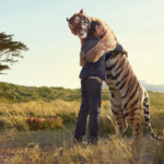 Forest Deptt to come up with 'Tiger Friend' drive to protect big cats ...
