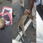Leopard cub killed by speeding vehicle on Amravati road Nagpur Today ...