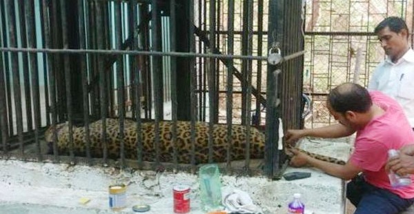 Full-grown leopard dies of illness at city's Maharajbagh Zoo - Nagpur ...