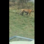 Watch Video : Tiger moves into field near Hingna forest, triggers panic ...