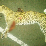 One more leopard killed by speeding vehicle - Nagpur Today : Nagpur News
