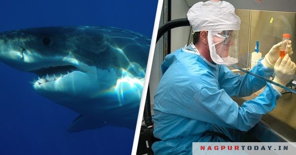 Covid-19 vaccine के लिए मार दी जाएंगी 5 लाख शार्क ? Nagpur Today ...