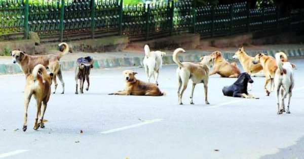 Lockdown के बाद से शहर में बंद पड़ी है श्वानों की नसबंदी मुहीम Nagpur ...