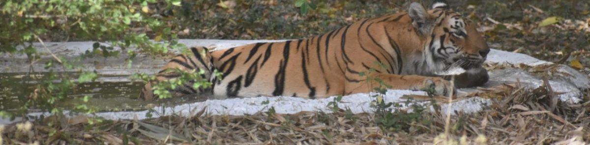 In Pics: Maharaj Bagh tiger keeps cool for summer Nagpur Today : Nagpur ...