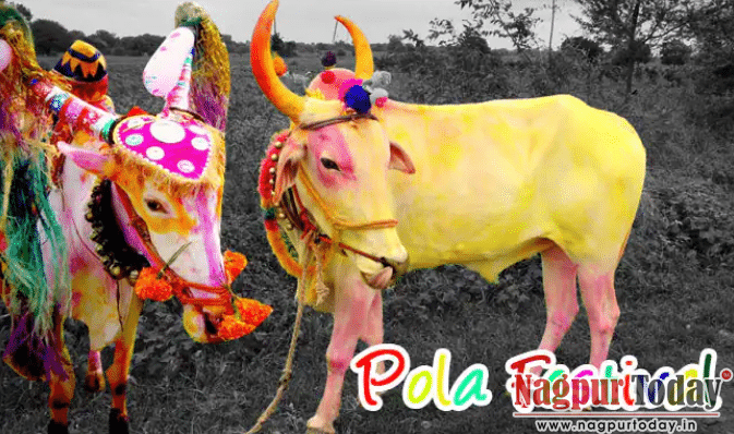 Collector R Vimala caps ‘Pola’ gathering in Nagpur district