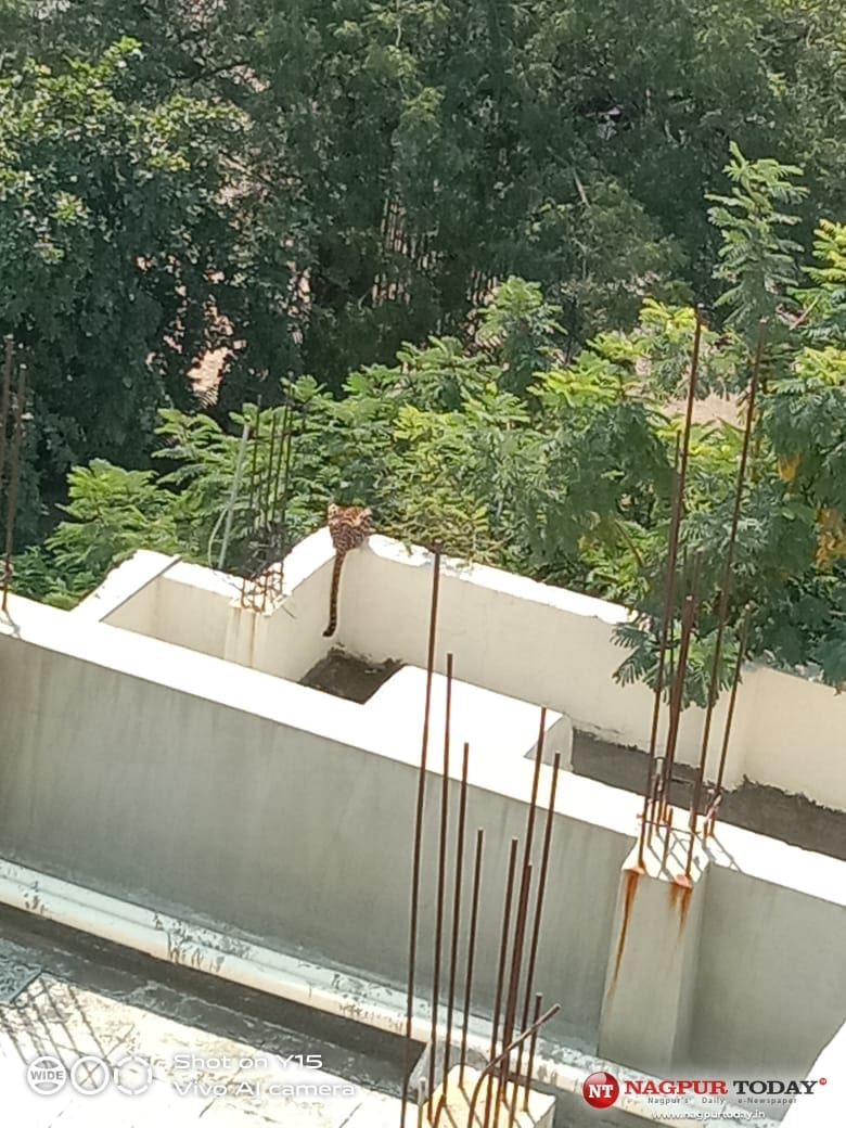 Video: Leopard strays into Acharya Vinoba Bhave Rural Hospital in Wardha