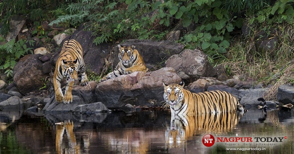 Maha: Tiger Reserves in Vidarbha to Reopen for Tourists from Feb 2