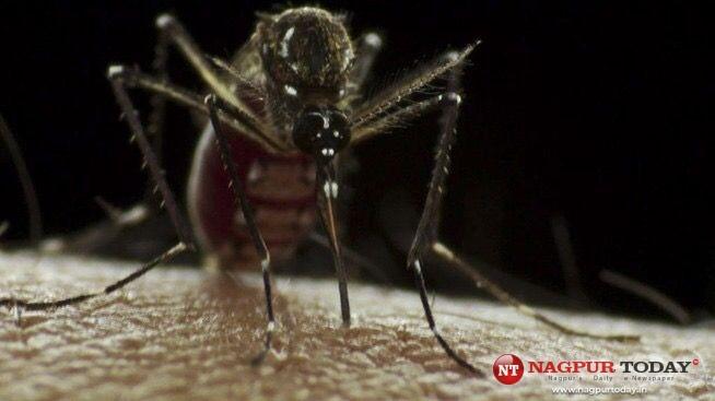 Battle of Buzz: Raging mosquito menace grips Nagpur as NMC in ‘sound ...