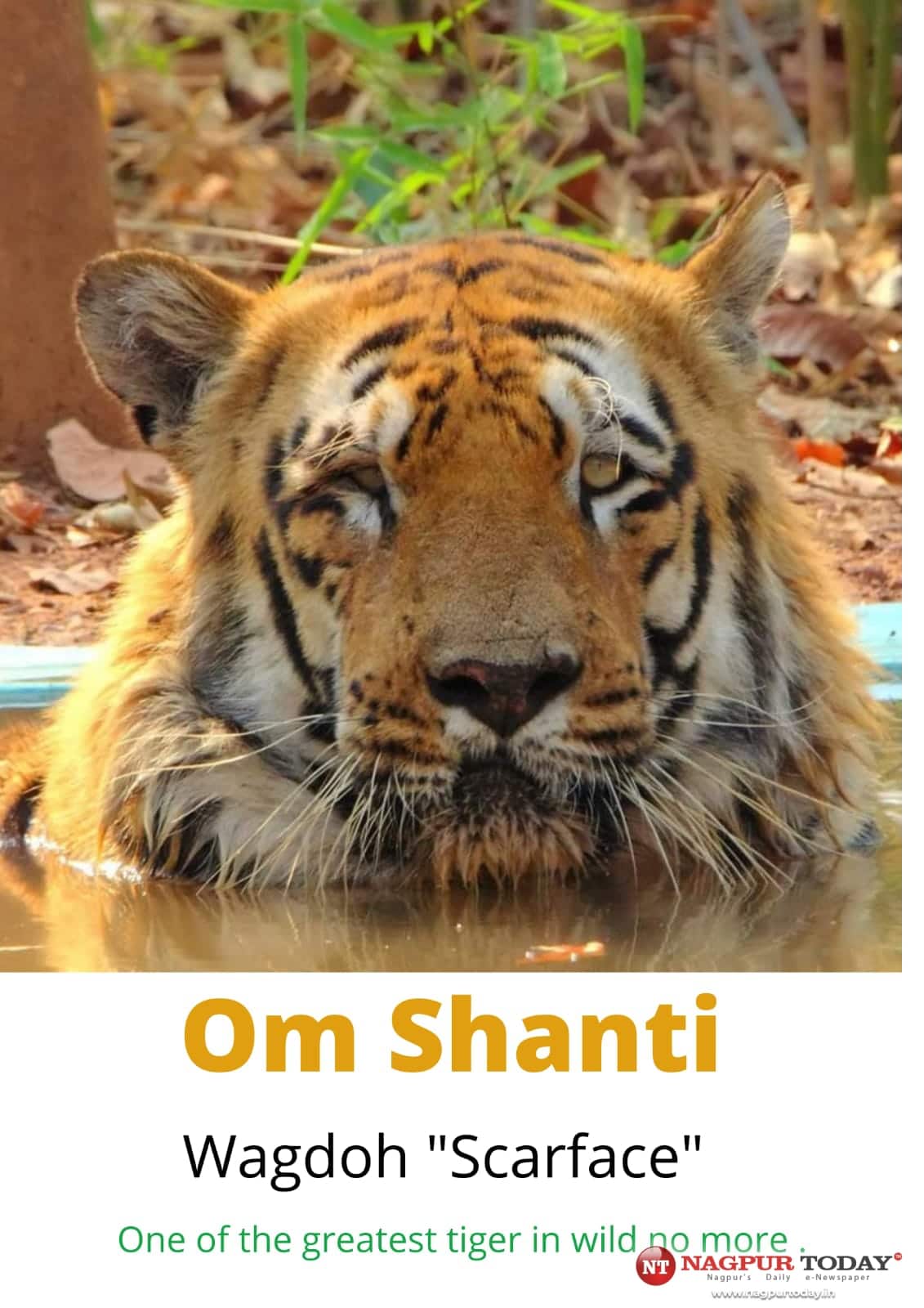 Waghdoh, legendary tiger dies in Tadoba Reserve