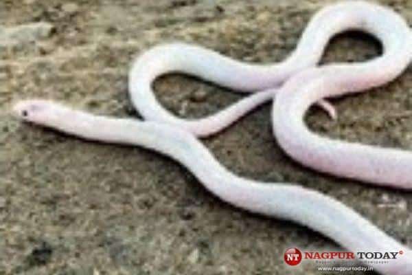 Rare white Albino snake spotted in Nagpur, rescued