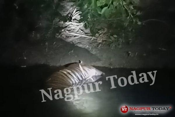 Tigress found dead in nullah near Hingna