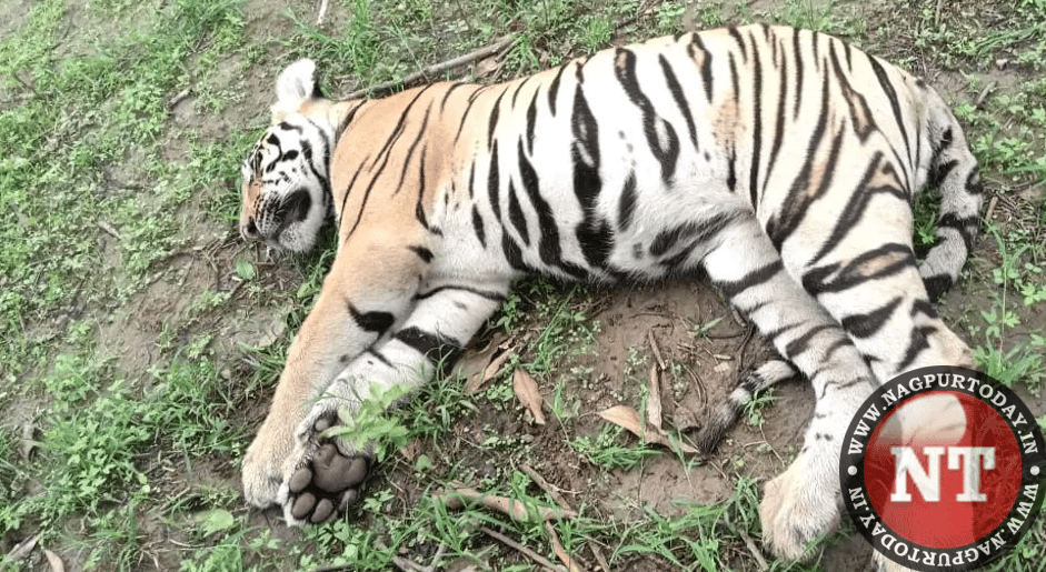 Tigress found dead in Tadoba Reserve buffer zone