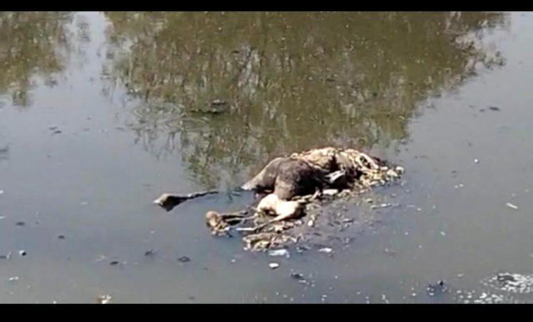 Highly decomposed body of man found floating in Pili Nadi