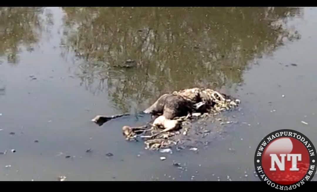 Highly decomposed body of man found floating in Pili Nadi