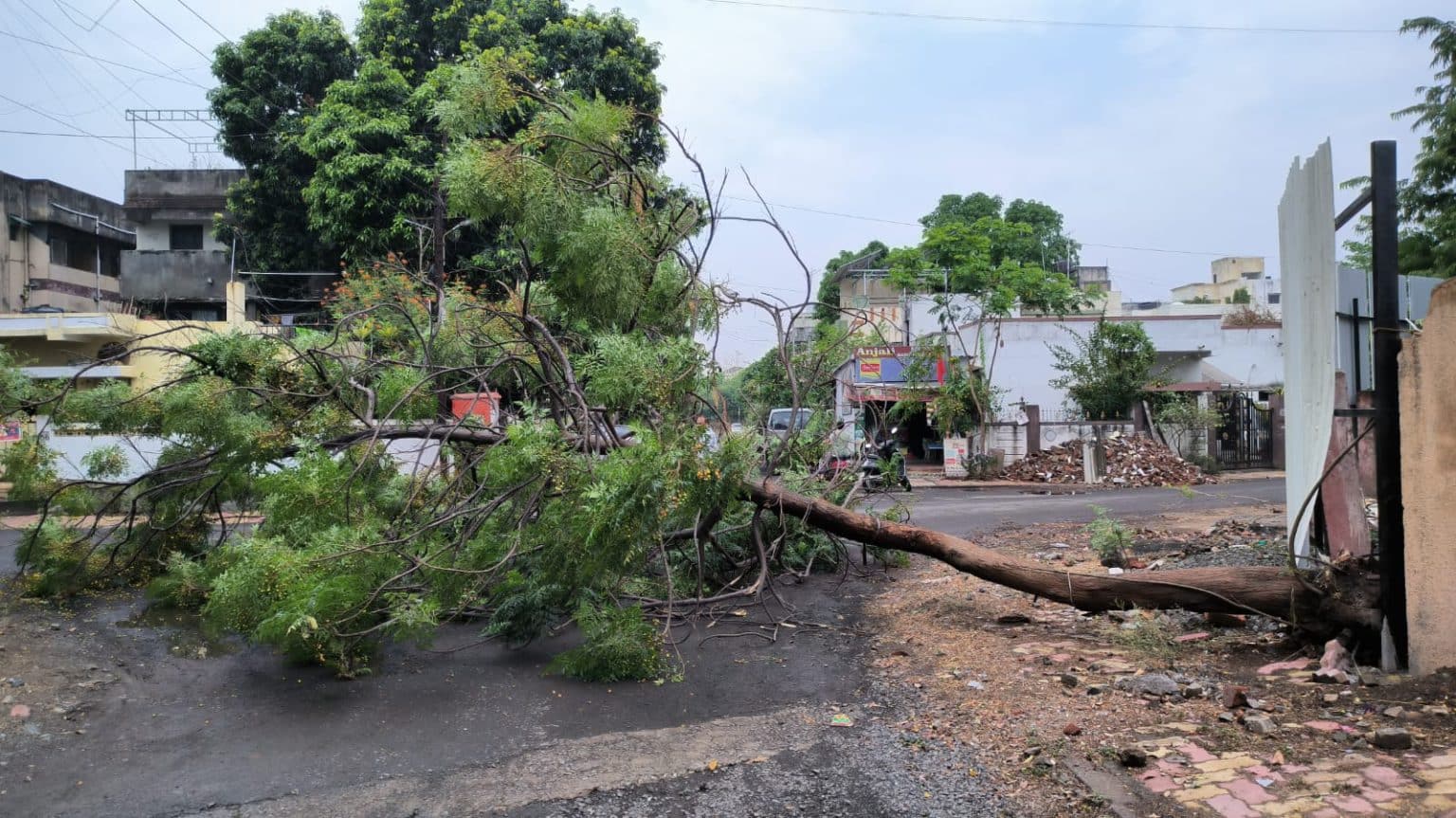 Neem Tree at Telecom Hall premises collapses, locals allege foul play