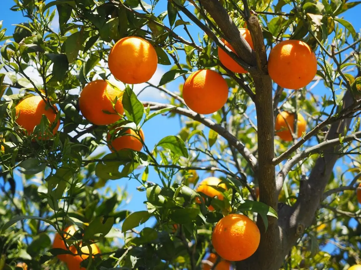 State Govt approves Rs 12 crore for Citrus Estate being set up at Katol