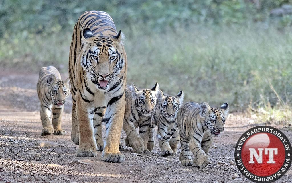Four tiger cubs bring hope and excitement to Nagzira Wildlife Sanctuary