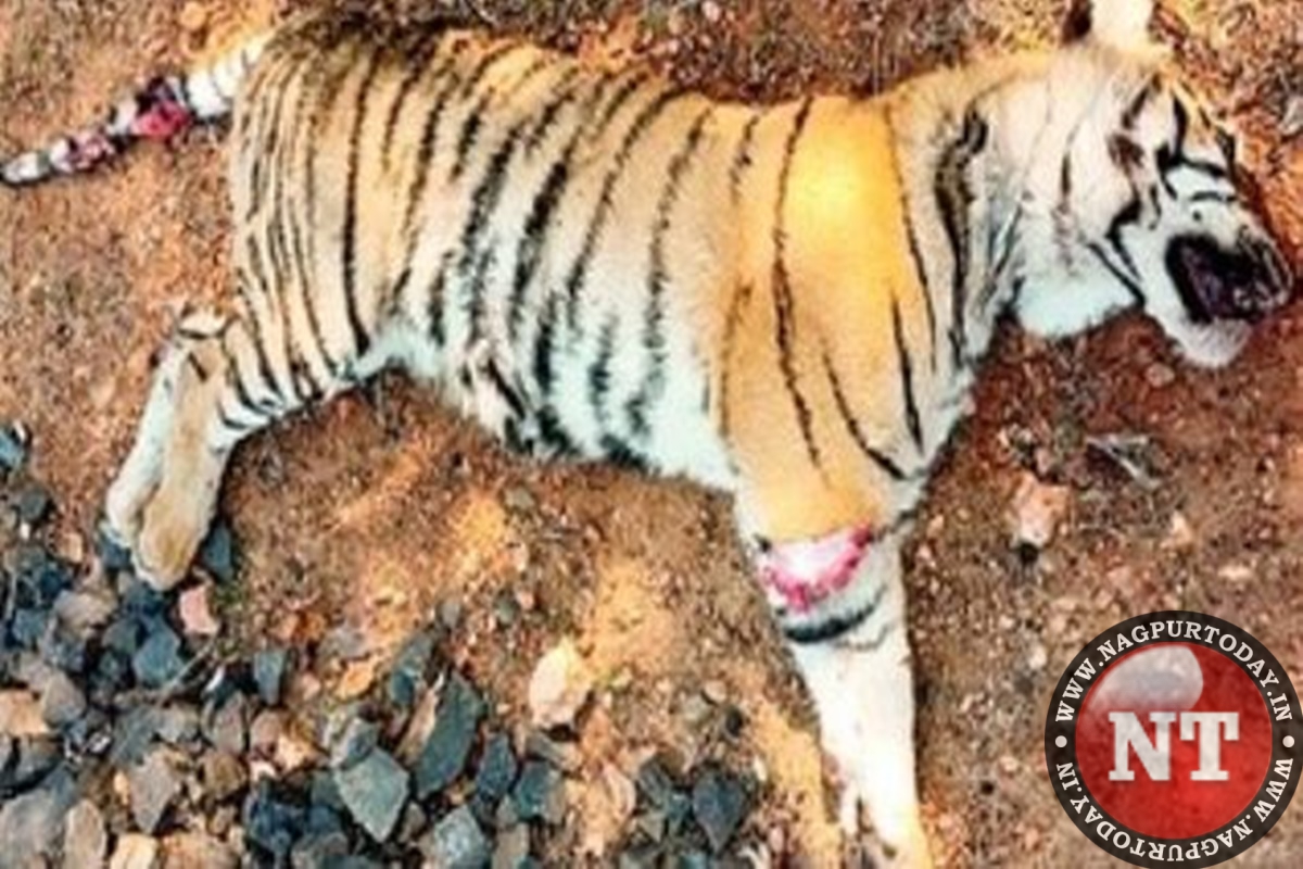 Alarming toll: 115 tigers died in State over 5 years, 24 victims of ...