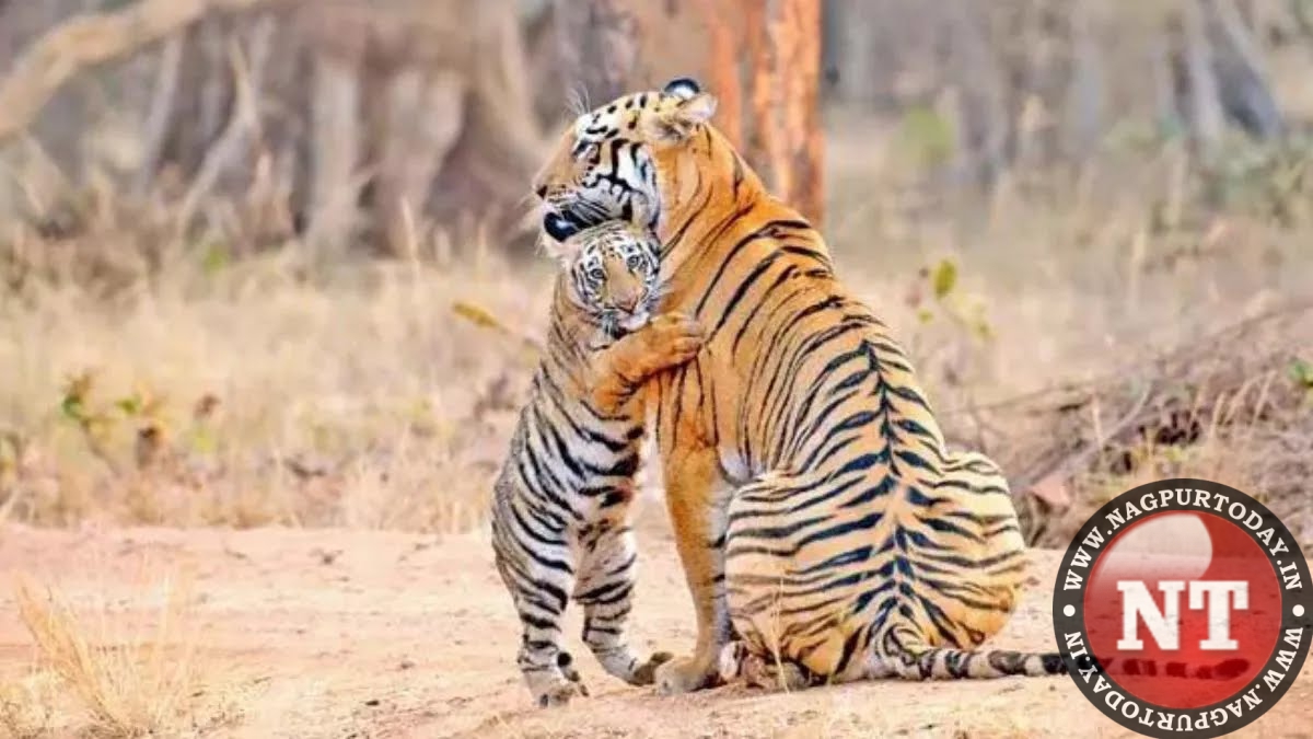 Tadoba: Maya Tigress' Death — Discovery of Tiger Skeleton Strengthens Possibility