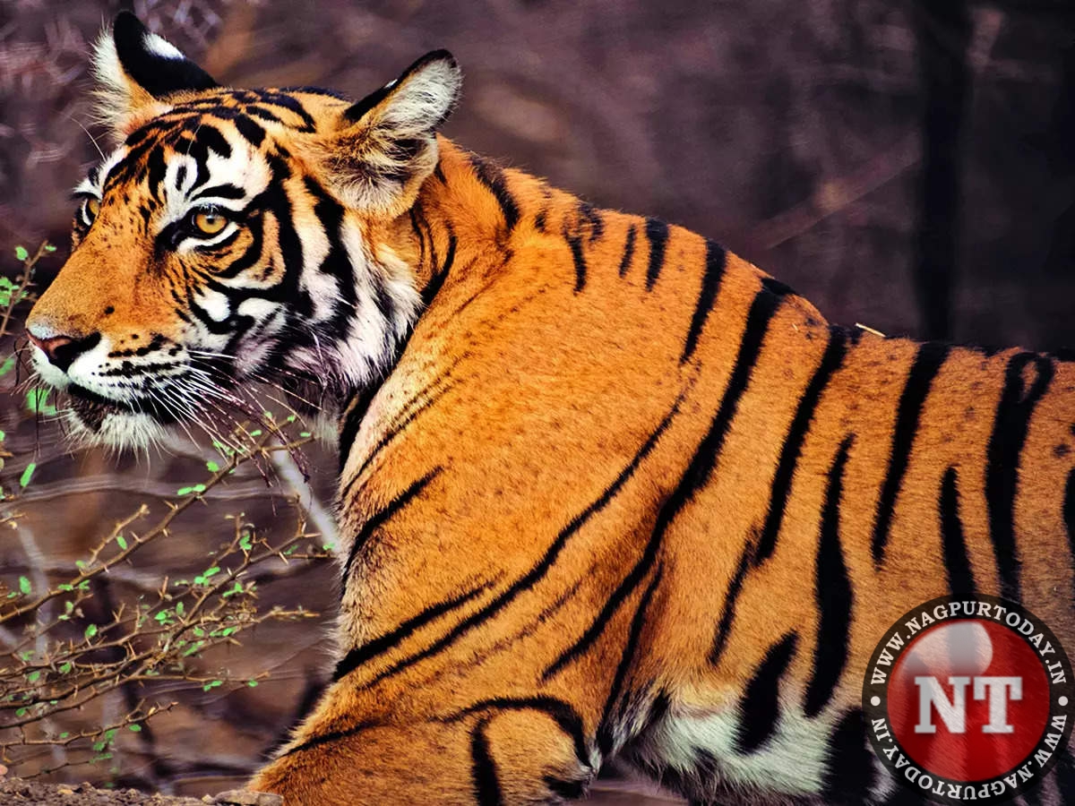 Quest for safety: A tiger's remarkable 2,000 km journey from Tadoba to ...