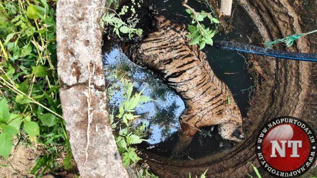 202 tigers died in country in 2023, Maha sees highest 52 deaths: Data