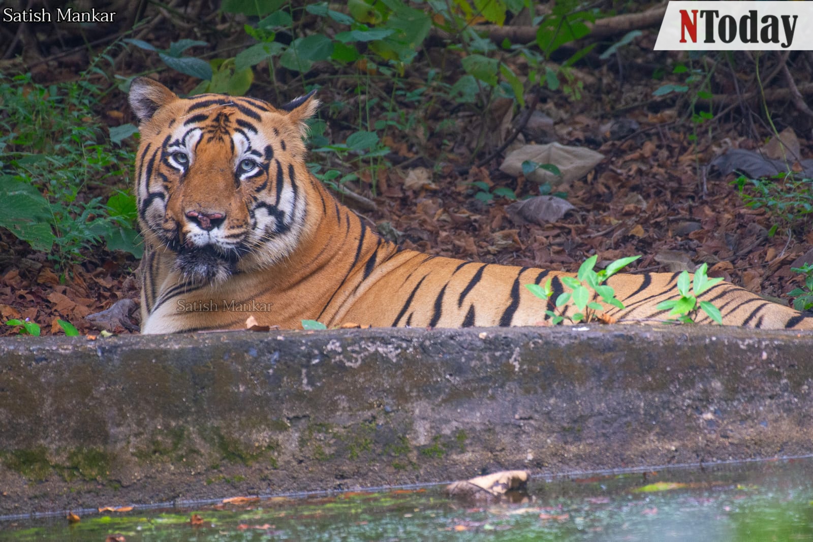 Experience the Thrill: Tadoba Tiger Reserve Welcomes Visitors with ...