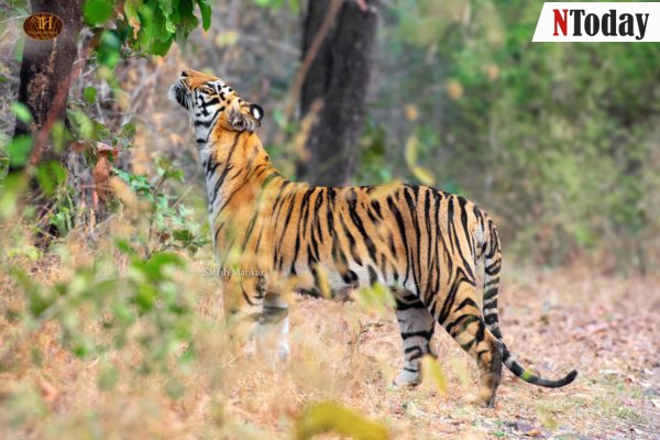 Experience the Thrill: Tadoba Tiger Reserve Welcomes Visitors with ...