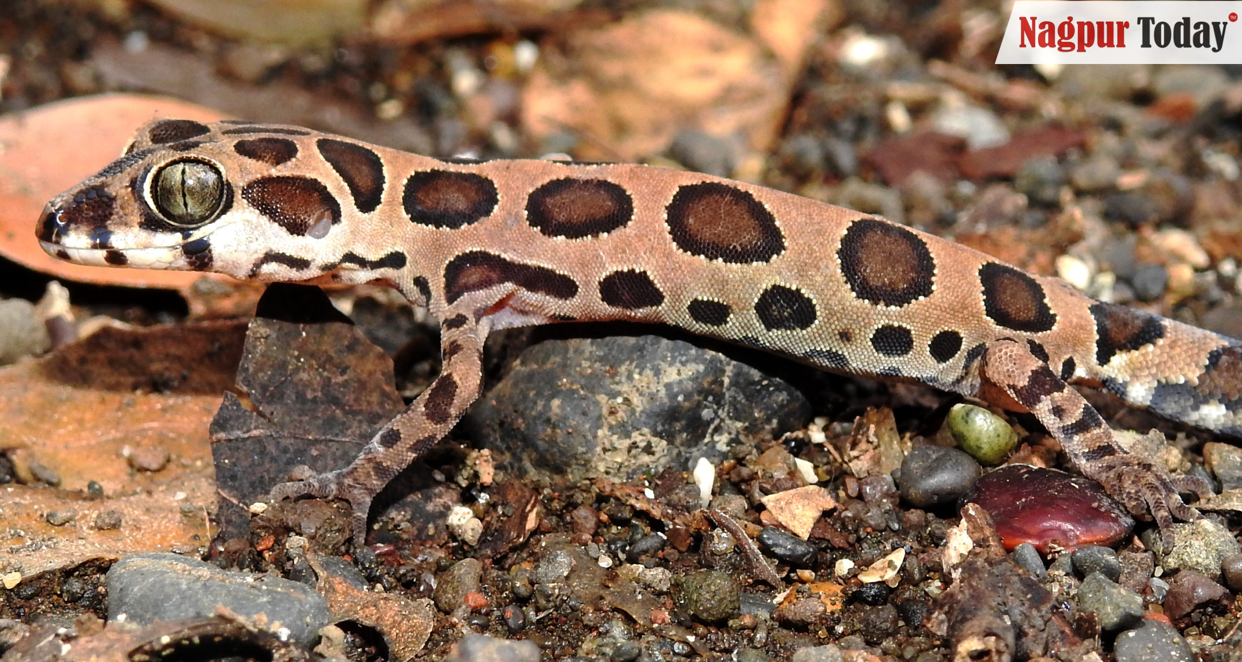 Wildlife delight: Rare Giri's Geckoella spotted in Nagpur