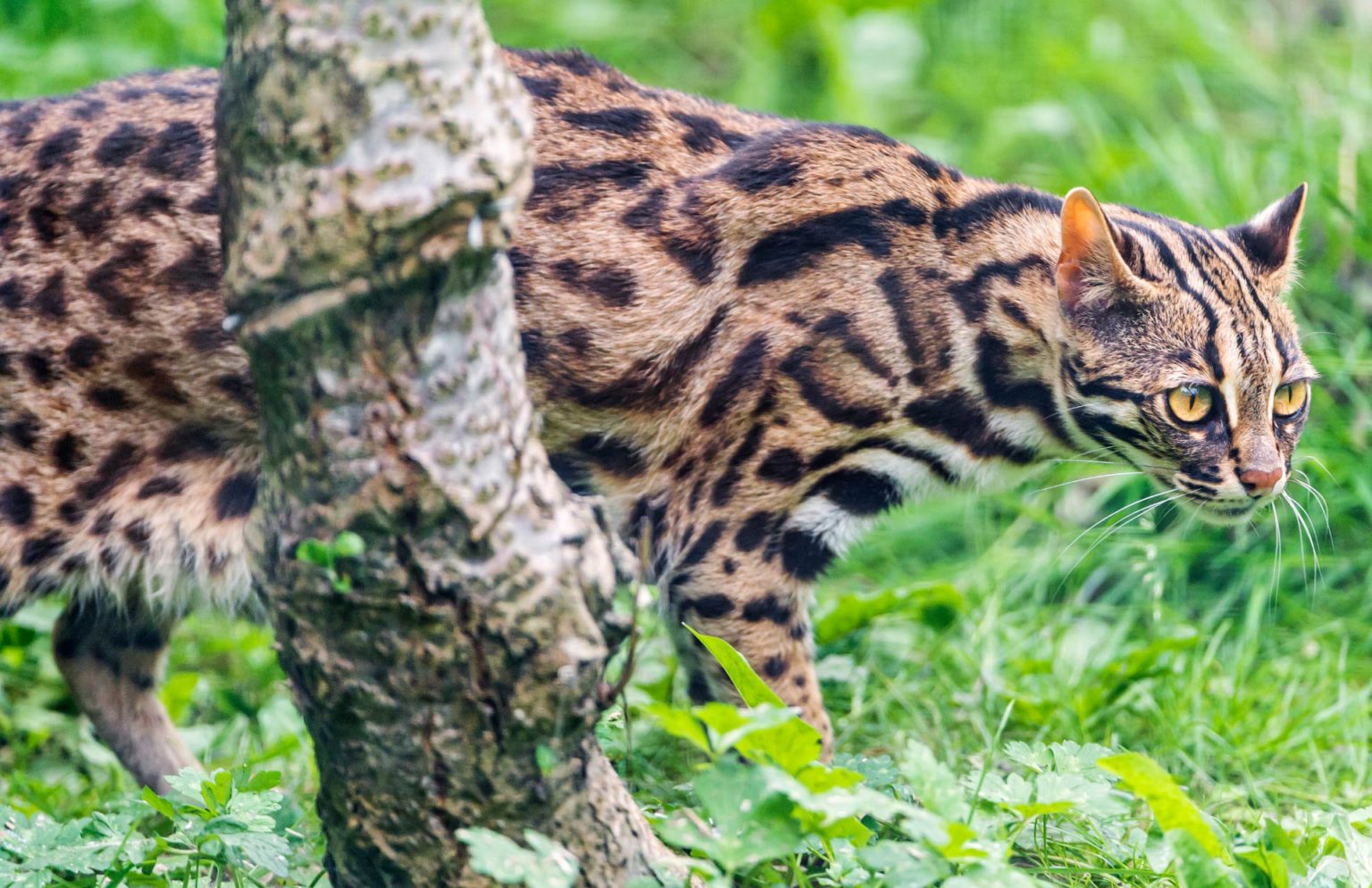 Wild delight: Leopard cat spotted for the first time in Pench Tiger Reserve