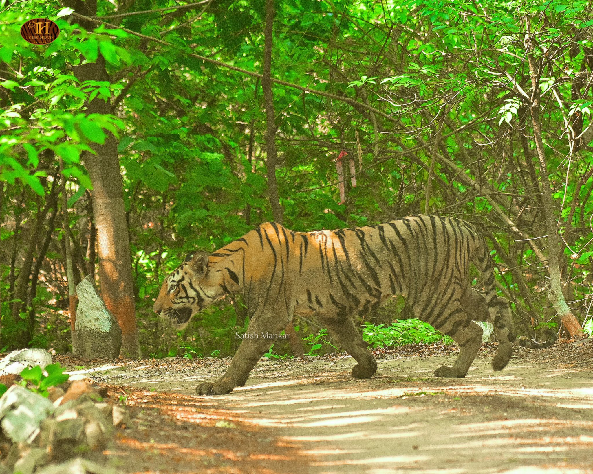Video: Tiger spotted near Tiger Heaven Resort Water Body in Chandrapur